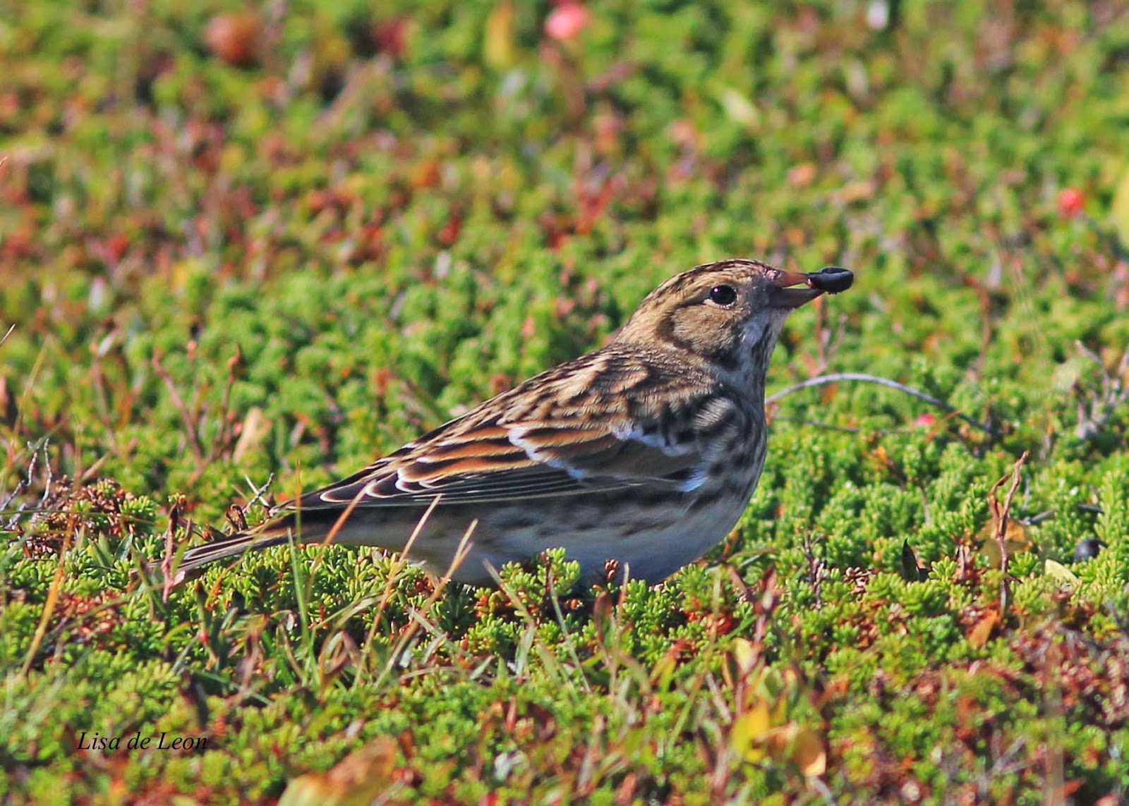 Birding with Lisa de Leon: Lapland Longspur - Cape Spear in September