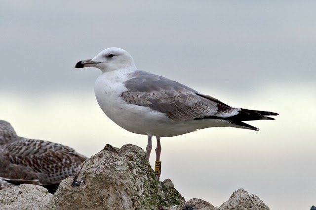 Rotherhithe & Beyond: More Caspian Gulls and colour rings