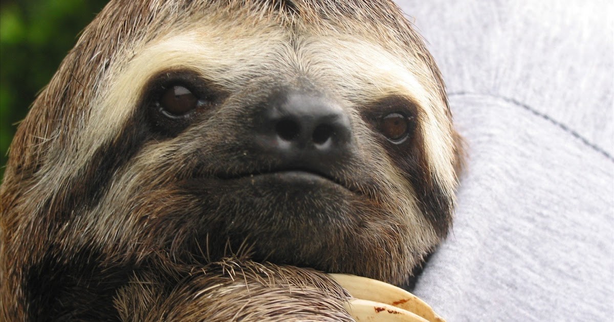 House of Sloth: Sloth Carols