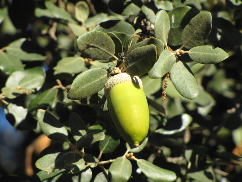 Entre Jaras y Pedreras: BELLOTAS Y BELLOTEROS