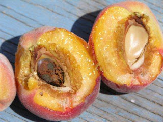 Xtremehorticulture of the Desert: How To Prevent Peach Fruit from Splitting