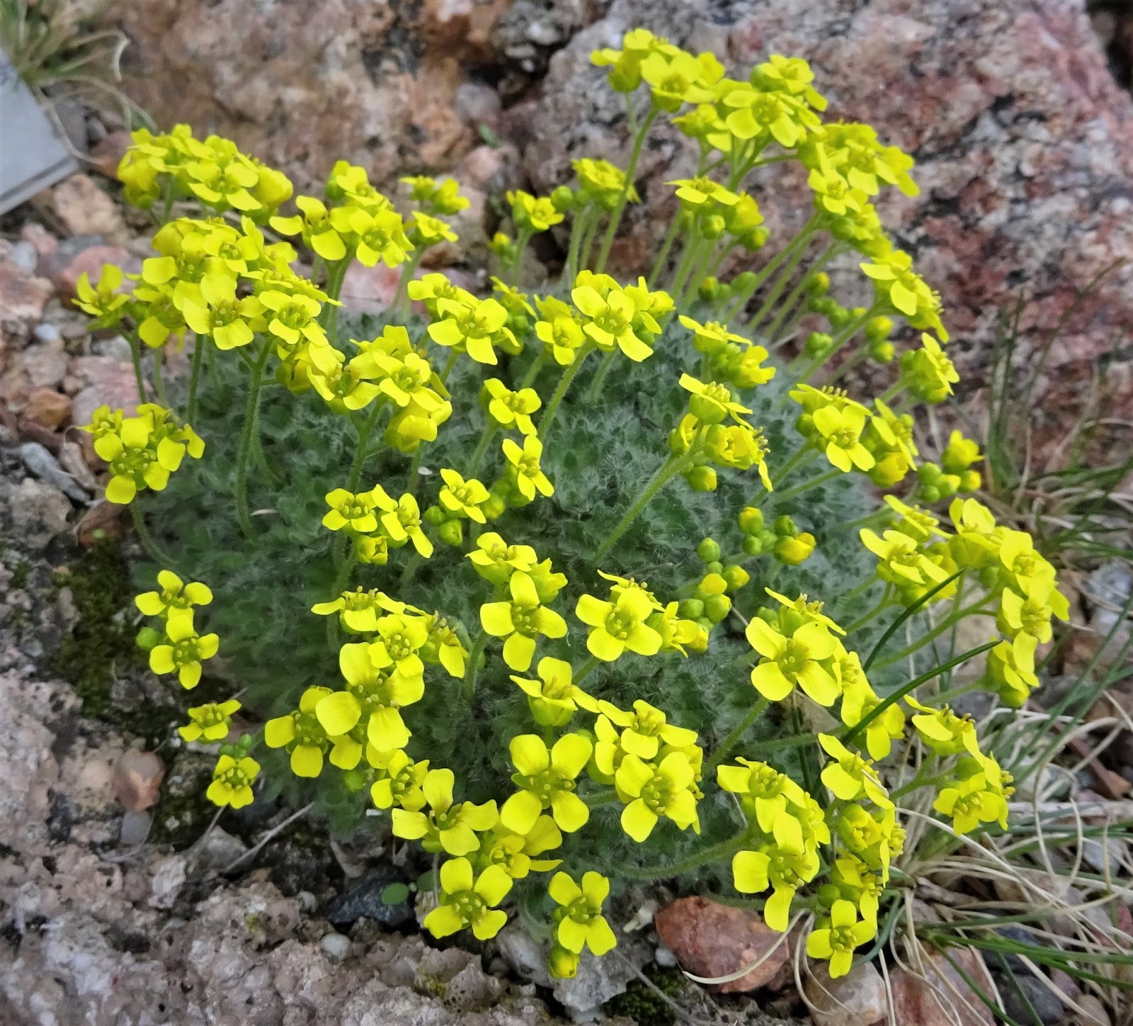 Prairiebreak: Part two: Plant Pageant, Quince Garden plants from 2015 ...