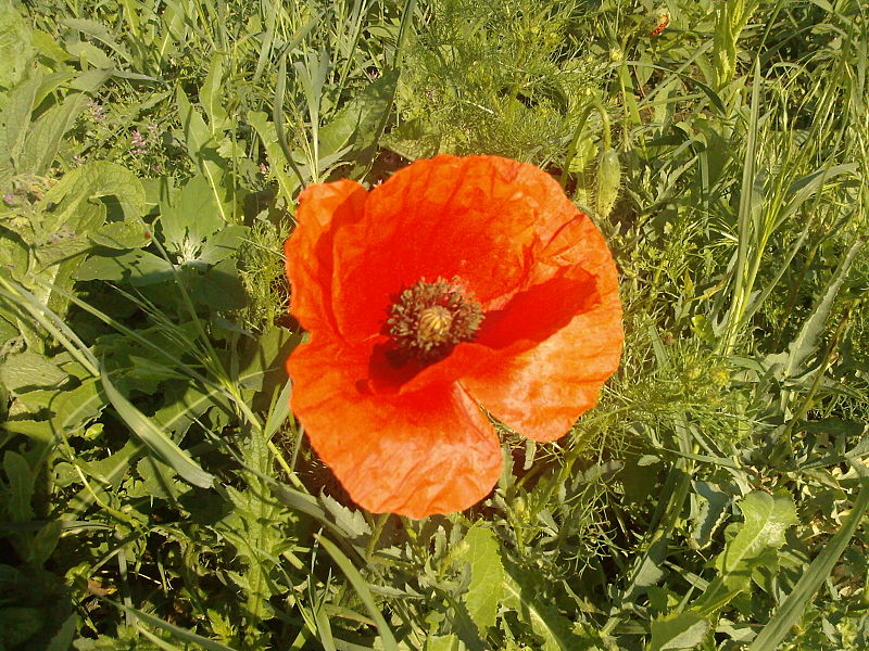 Floarea de mac: Despre mac