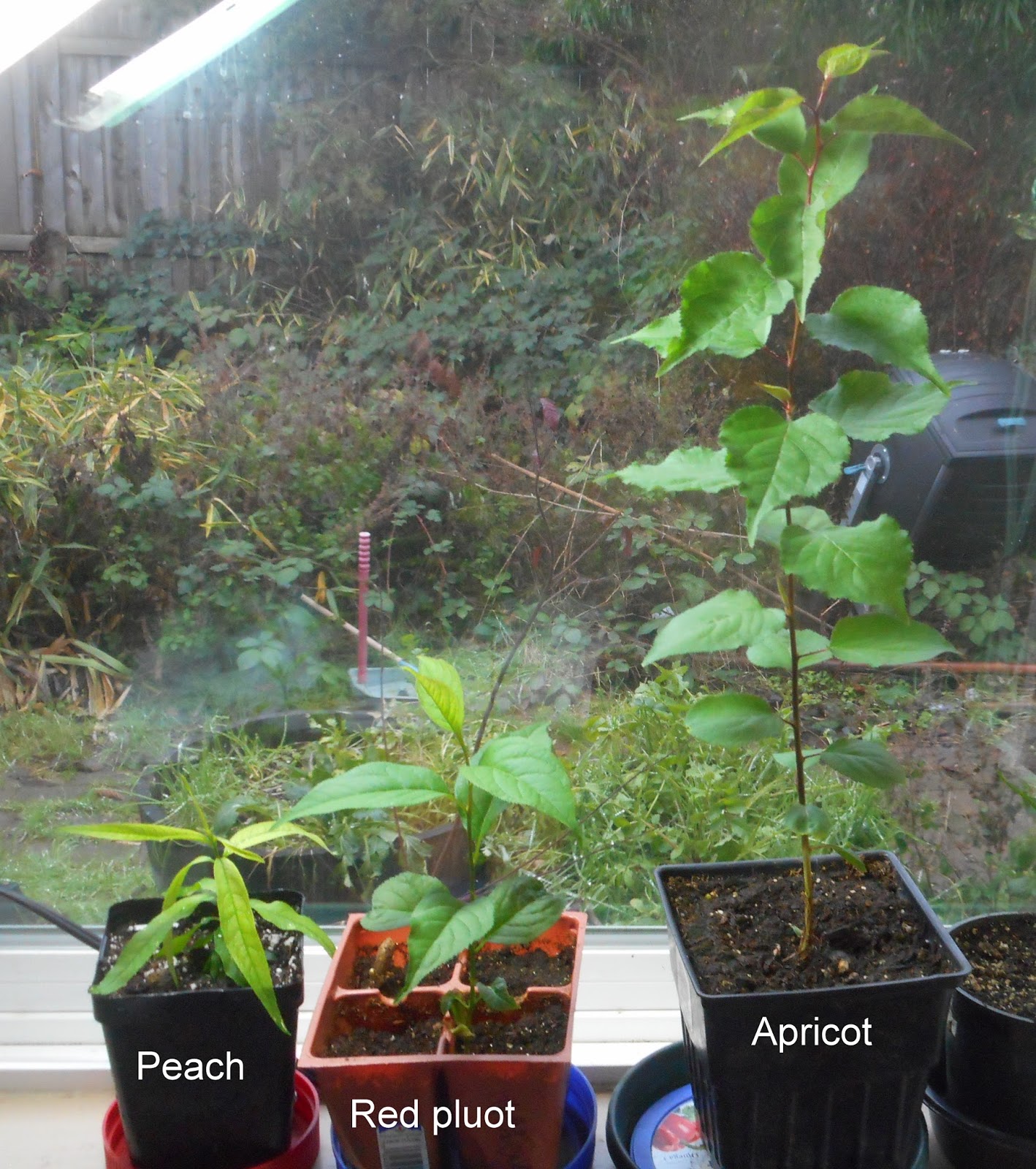 Daniel's Pacific NW Garden: Fruit Tree Seedlings. Winter Growth. 12.2.15