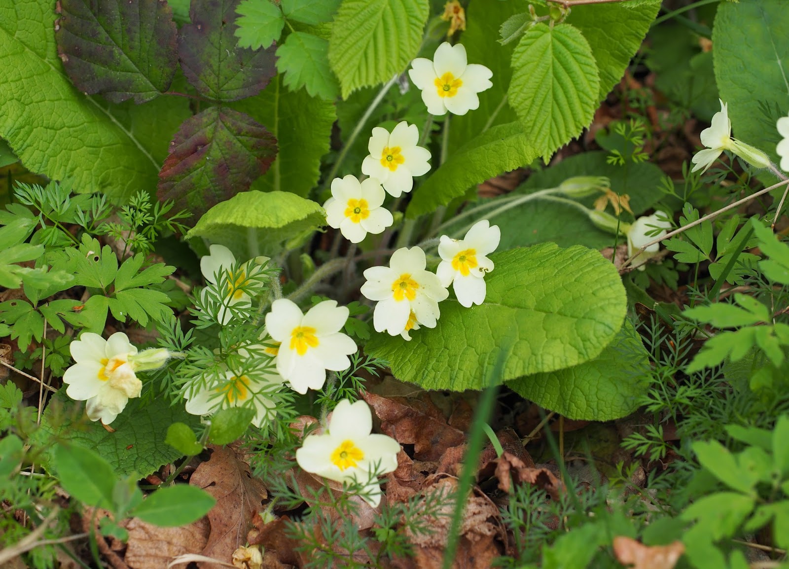 Bill's Birding: Primula paradise