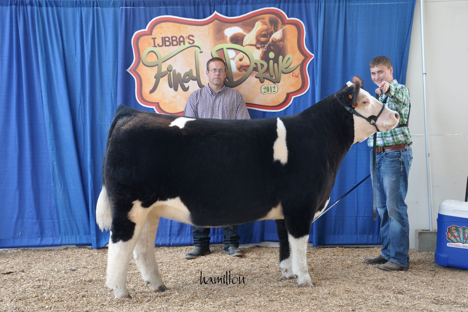 Trausch Farms: Salty Dog Heifer