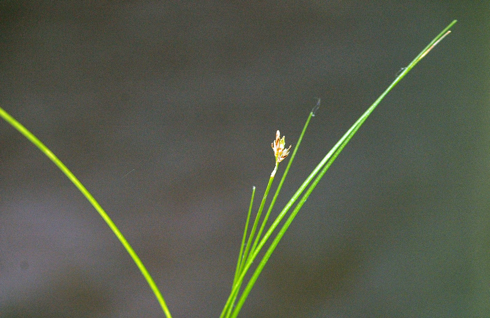 Field Biology in Southeastern Ohio: Carex Sedges part 3, the small species