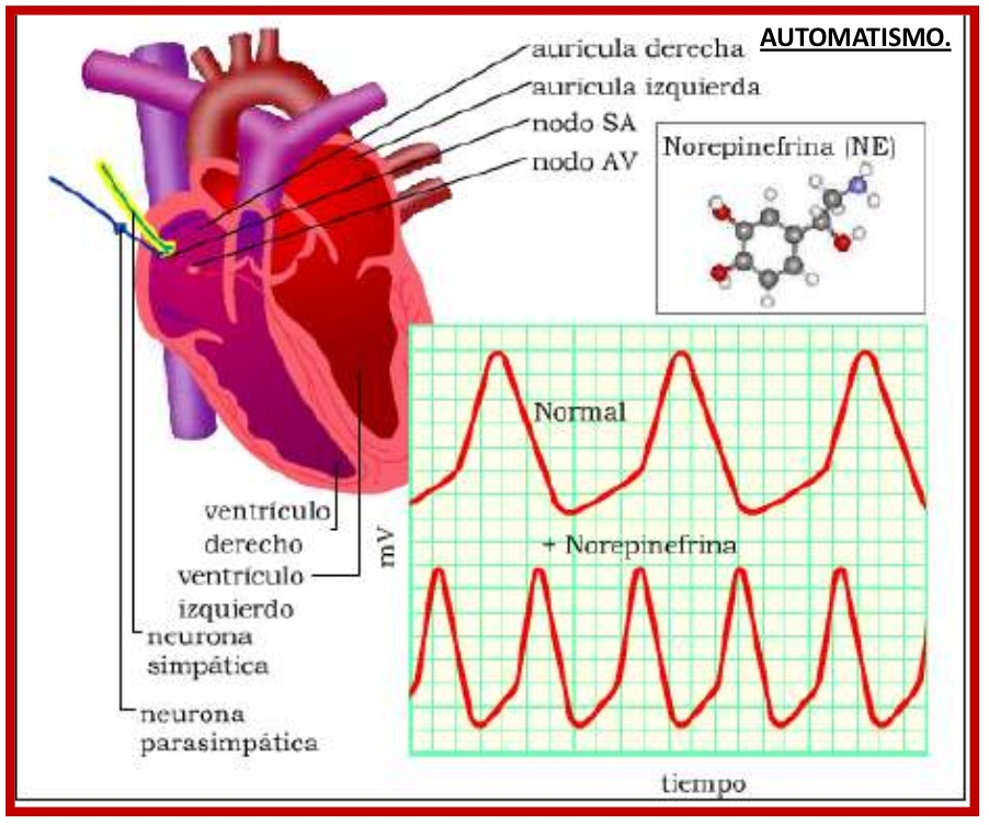 Fisiología del Corazón RHB Cardiopulmonar AK1 162 UMB: 2016