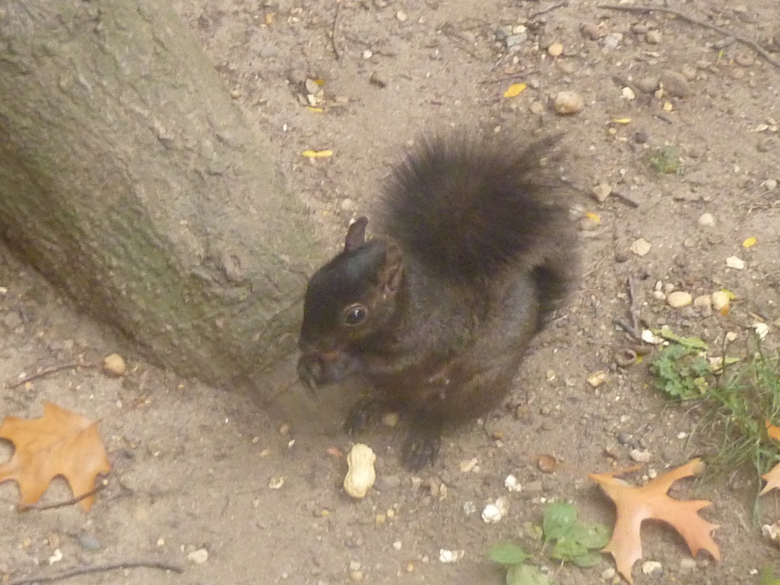 The New York Squirrel: Saying Goodbye