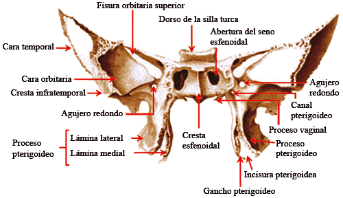 Morfofunción: Cabeza y cuello: Esfenoides