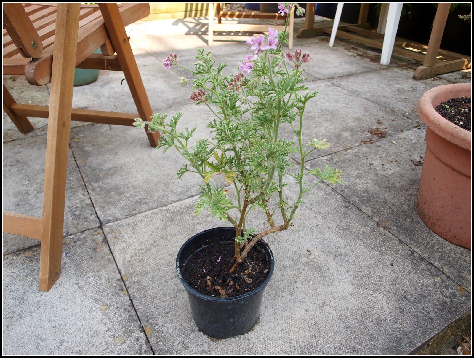 Mark's Veg Plot: Dipley Mill