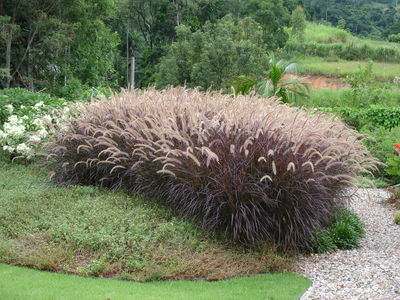 RW PAISAGISMO: FORRAÇÃO: CAPIM-DO-TEXAS RUBRO