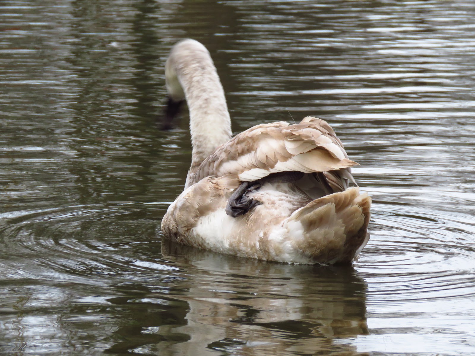 The Rattling Crow: Mute Swans drying and tucking foot