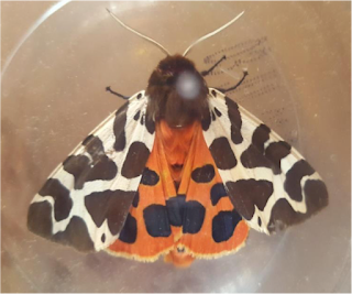 Norfolk Coast with the National Trust: 10th of July: Marvellous moths ...