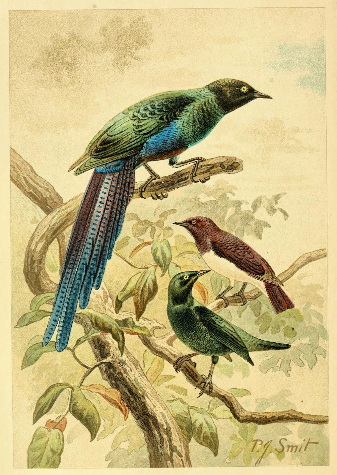 Create with TLC: Free Vintage Bird Illustrations.....