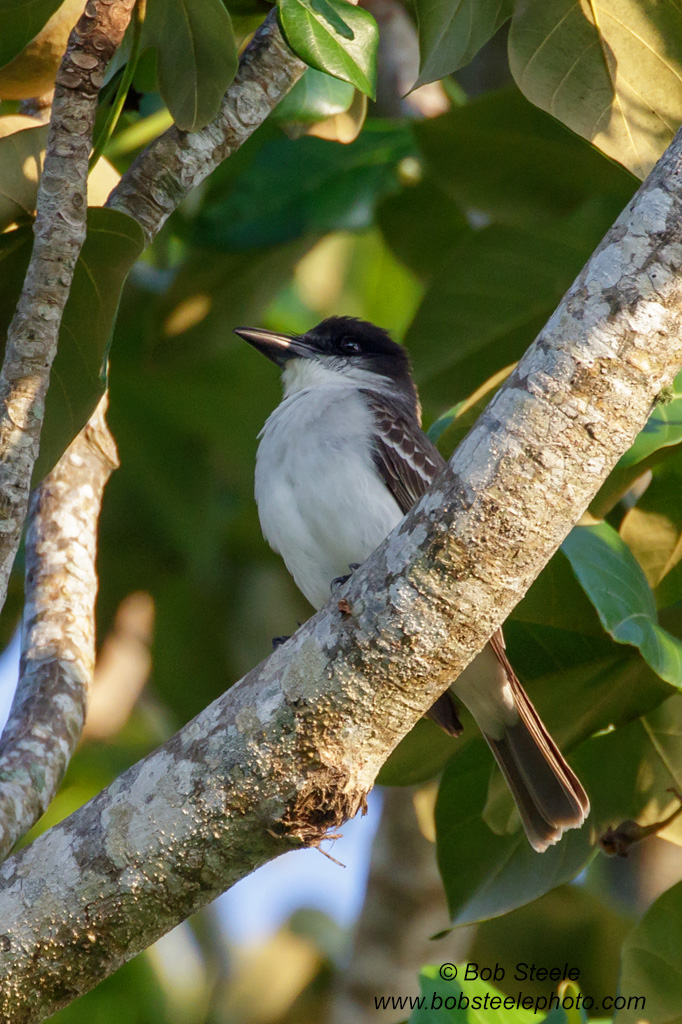 Binoculars in the Backcountry: Cuba Bird Survey