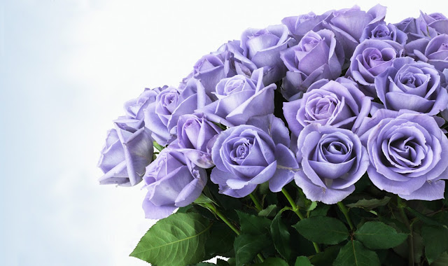 NixPages: THE BLUE ROSE