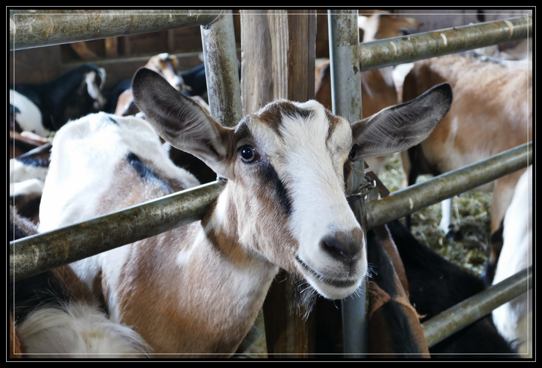 Breaking the Rules for Beekman 1802 | Life As I See It