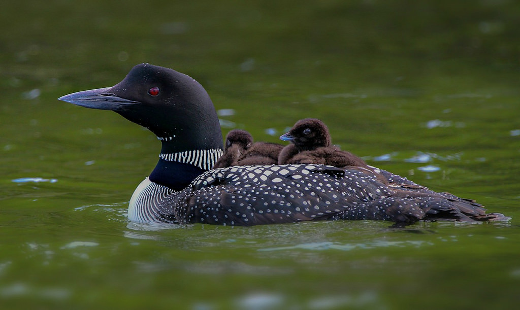 The Beauty of Common Loons