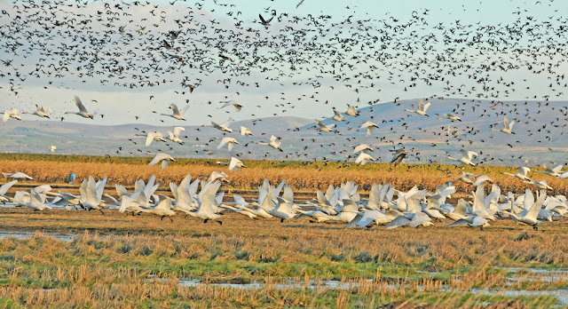 Super Whoopers | Focusing on Wildlife