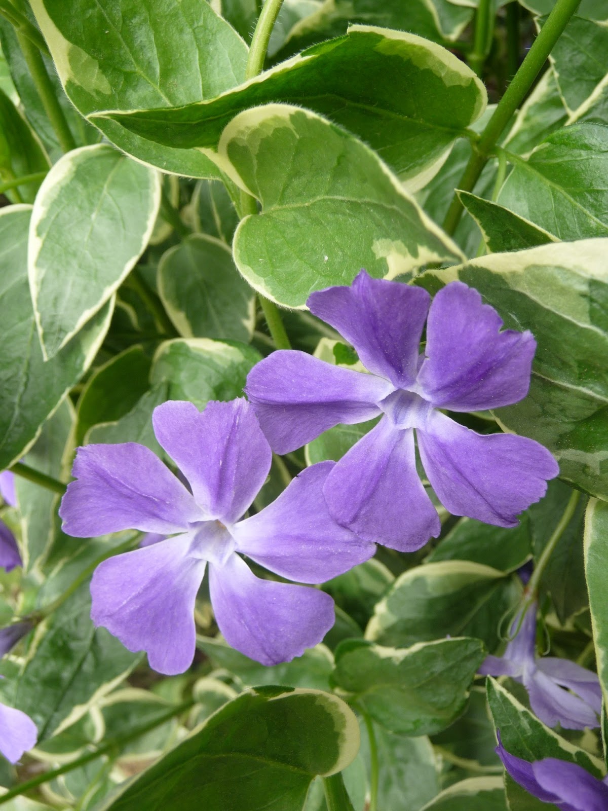 Ma Terre de Bruyère: Avez-vous une Pervenche plus jolie dans votre ...