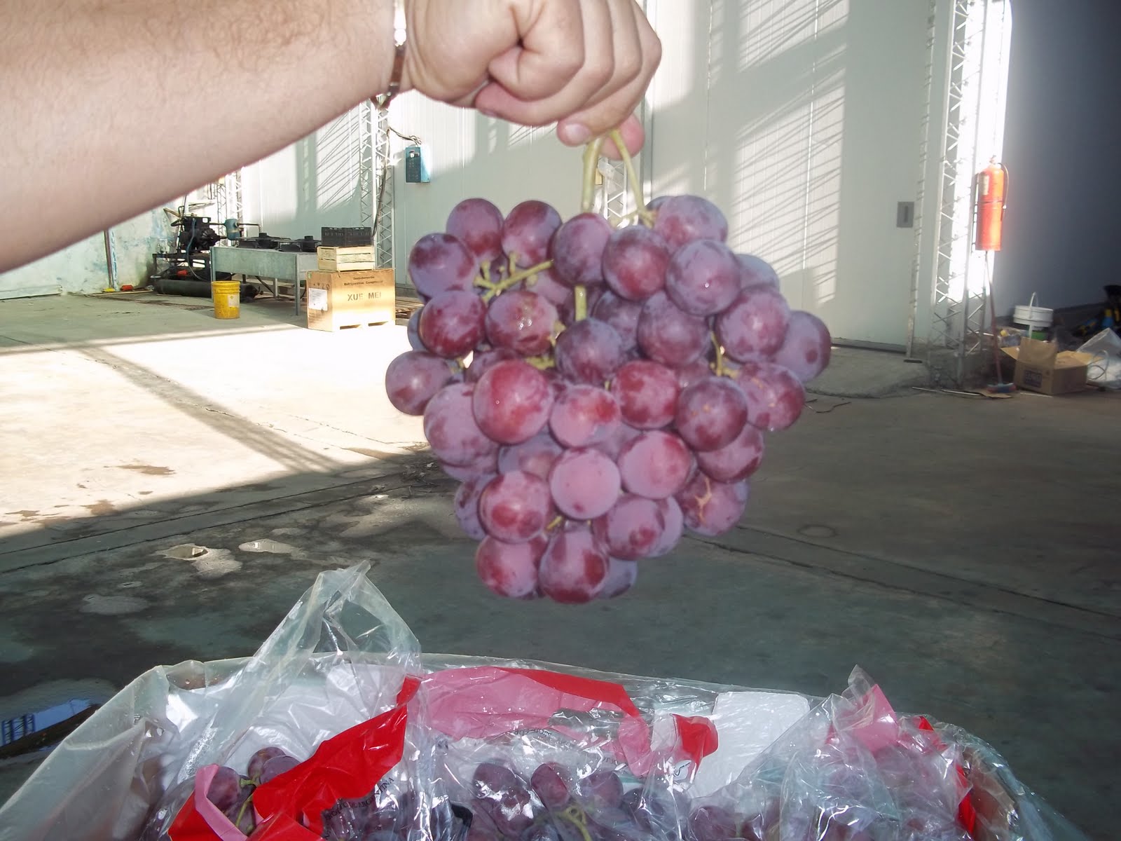 EXPORTACIÒN DE UVAS RED GLOBE: EXPORTACIÒN DE UVAS RED GLOBE: Acopio y ...
