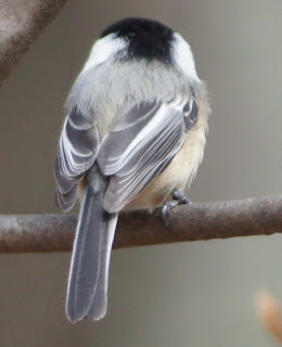 Things with Wings: Massachusetts State Bird