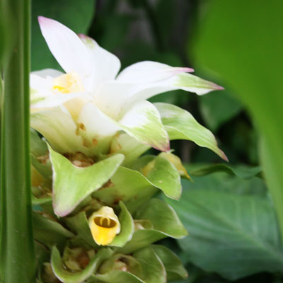 The Rainforest Garden: How to Grow Turmeric