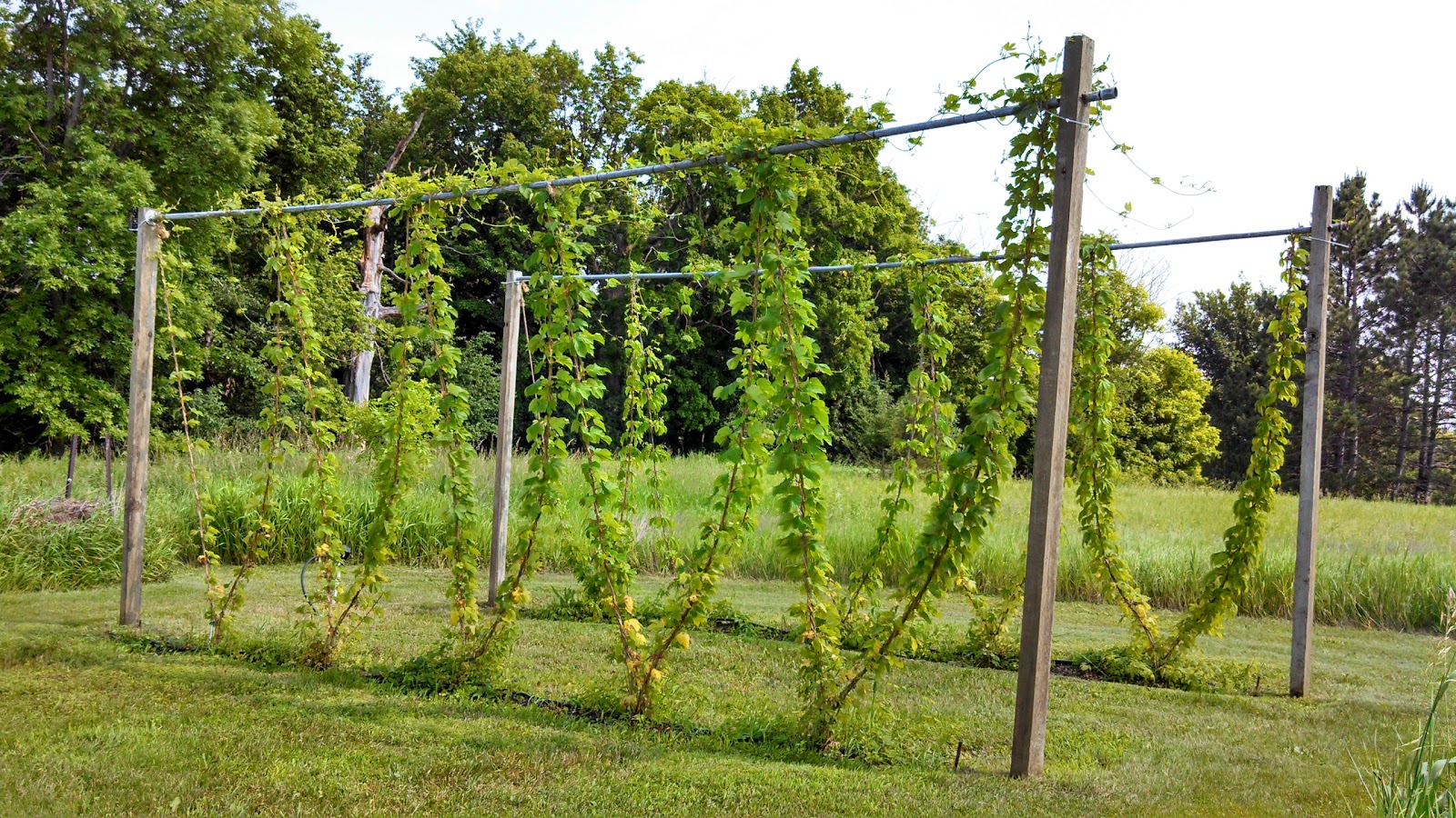 Fluke Brewing - Minnesota Homebrewing, hop growing, DIY projects, beer ...
