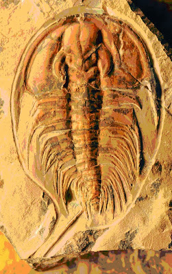 Variety of Life: Olenellus