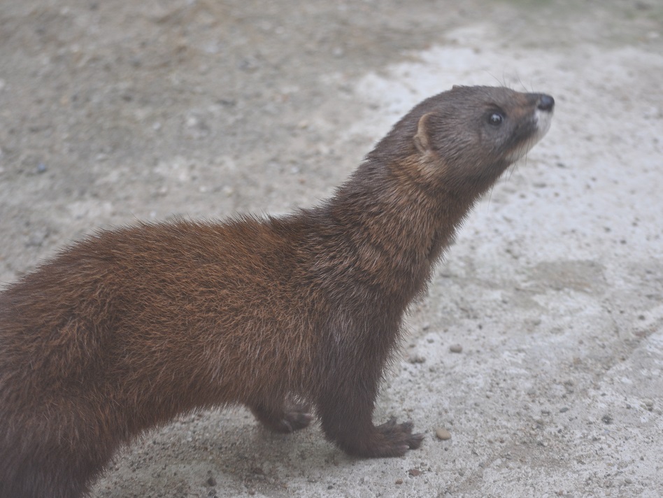 ZOOTOGRAFIANDO (6.100 ANIMALS): VISÓN EUROPEO / EUROPEAN MINK (Mustela ...