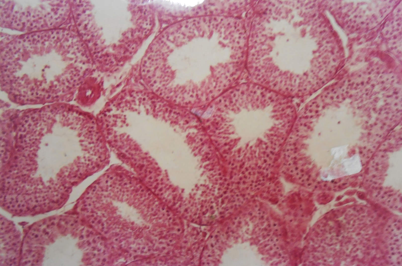 Khazanah Pengetahuan Biologi: Spermatogenesis