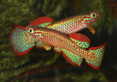 Beautiful Freshwater Fish in the world: Killi Fish ( Nothobranchius )