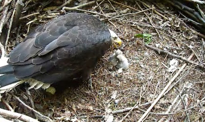 Eagles and Nature with chris7: Camellia's location, AEF Hack Towers and ...