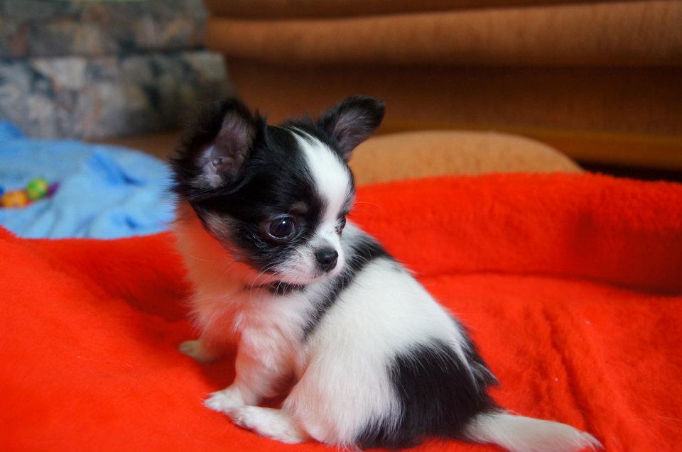 Varius Canis Chihuahua Kennel FCI: BRAVO