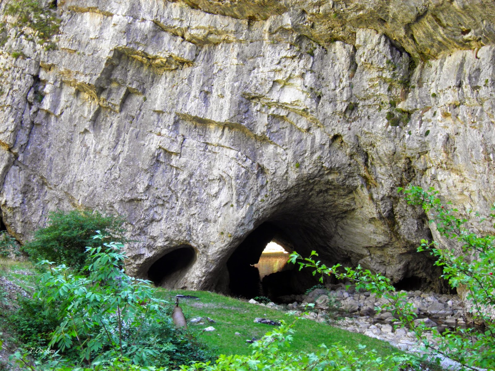 PASARI DIN ROMANIA: LASTUN DE STANCA, Ptyonoprogne rupestris
