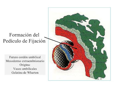 Embriología UCC: 03/02/17