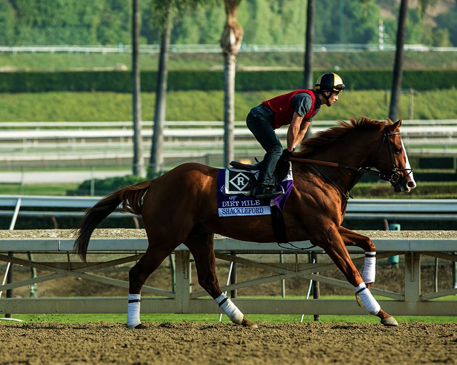 Past the Grandstand: Stallion Feature: Shackleford Past the Grandstand: Stallion Feature: Shackleford