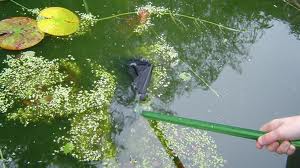 Water Feature Design | Child Safe Ponds - Water Feature Design