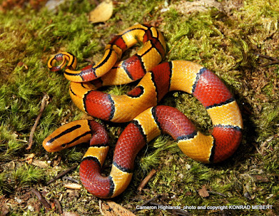 Ular Asli Indonesia: Mengidentifikasi Ular