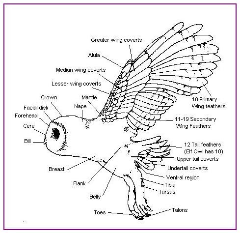 Adventures With Mel & Syd: Development and Aging Graph of the Barn Owl