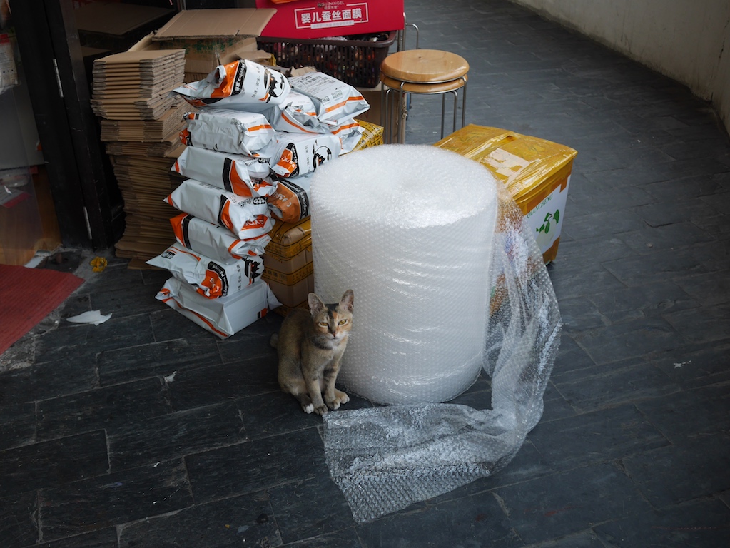 A Bubble Wrap Cat And Uploads Isidors Fugue