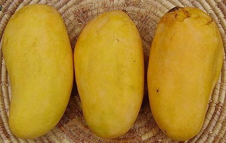 Why Indian mangoes are better than Pakistani ones | Page 9 | Pakistan ...