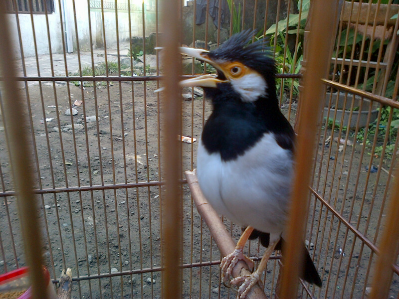 Update Harga Burung Jalak Bali Terbaru 2017 Andi Kicau Mania