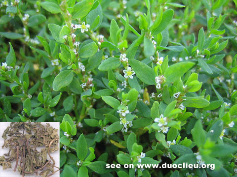 Common knotgrass (Bianxu)- Polygonum aviculare L.