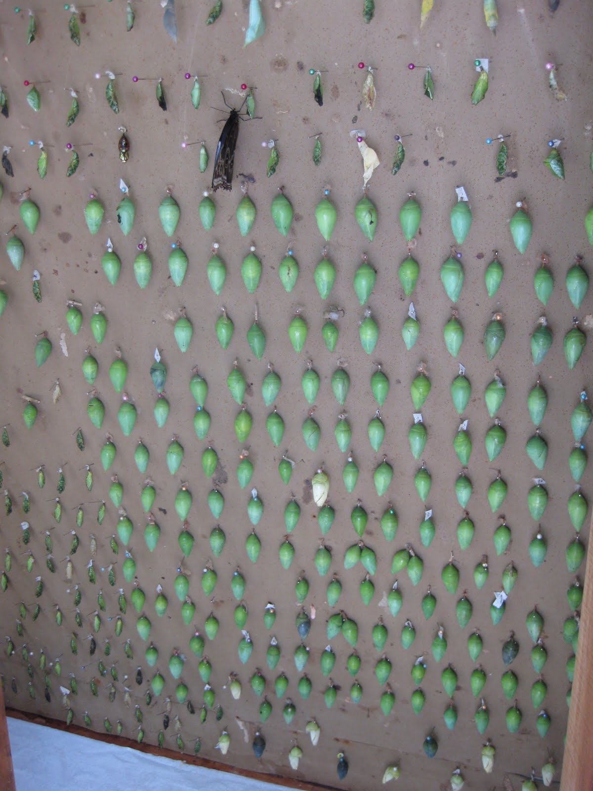 Team Tiburon: Costa Rica