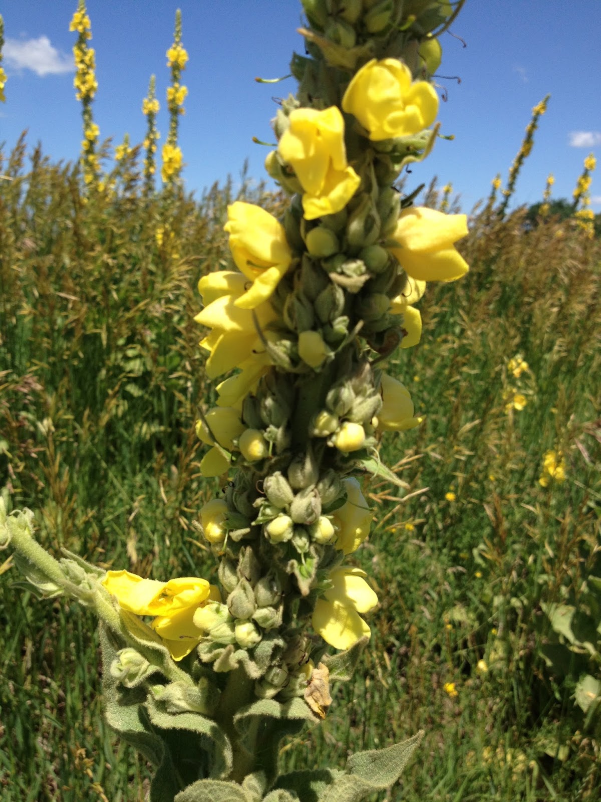 Wild Rose Apothecary: Mullein