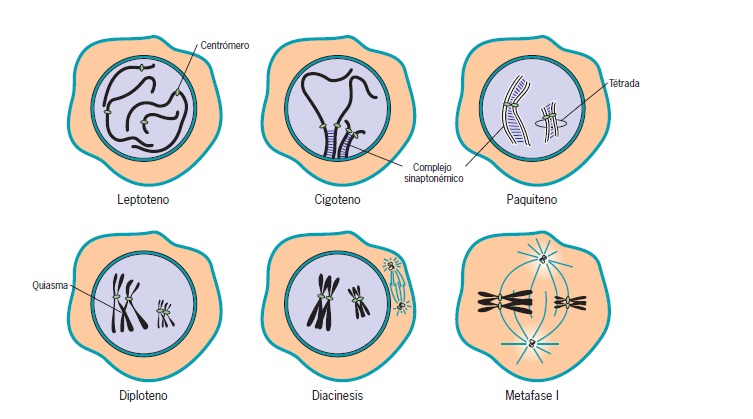 VIVIANA ARTÍCULOS: Meiosis (Parte 1)