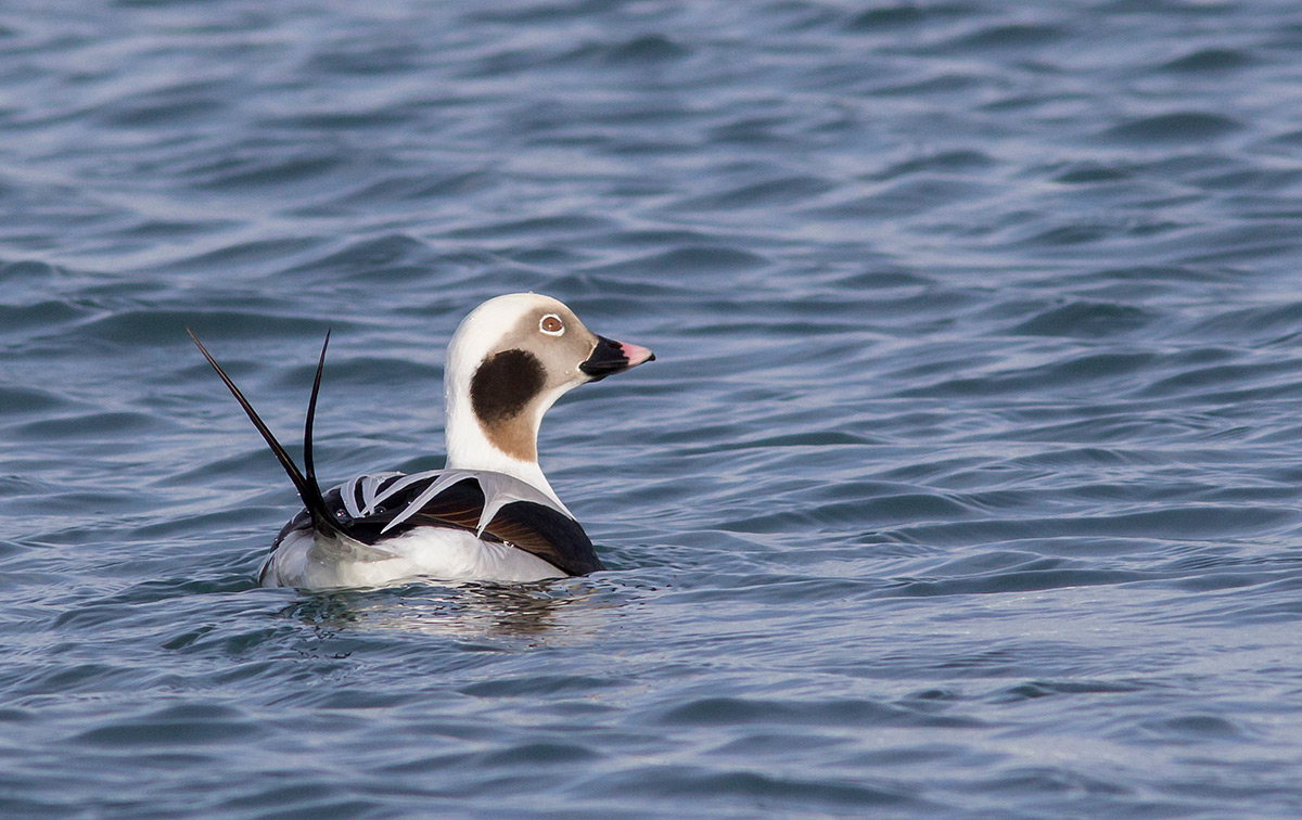 Weedon's World of Nature: Drake Long-tailed Ducks, eastern Hokkaido, Japan