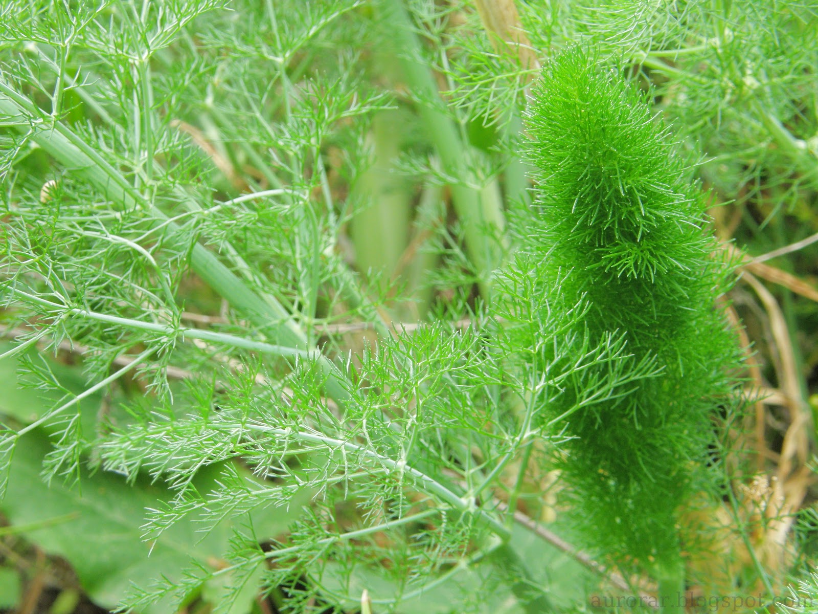 Aurorar: Erva-doce